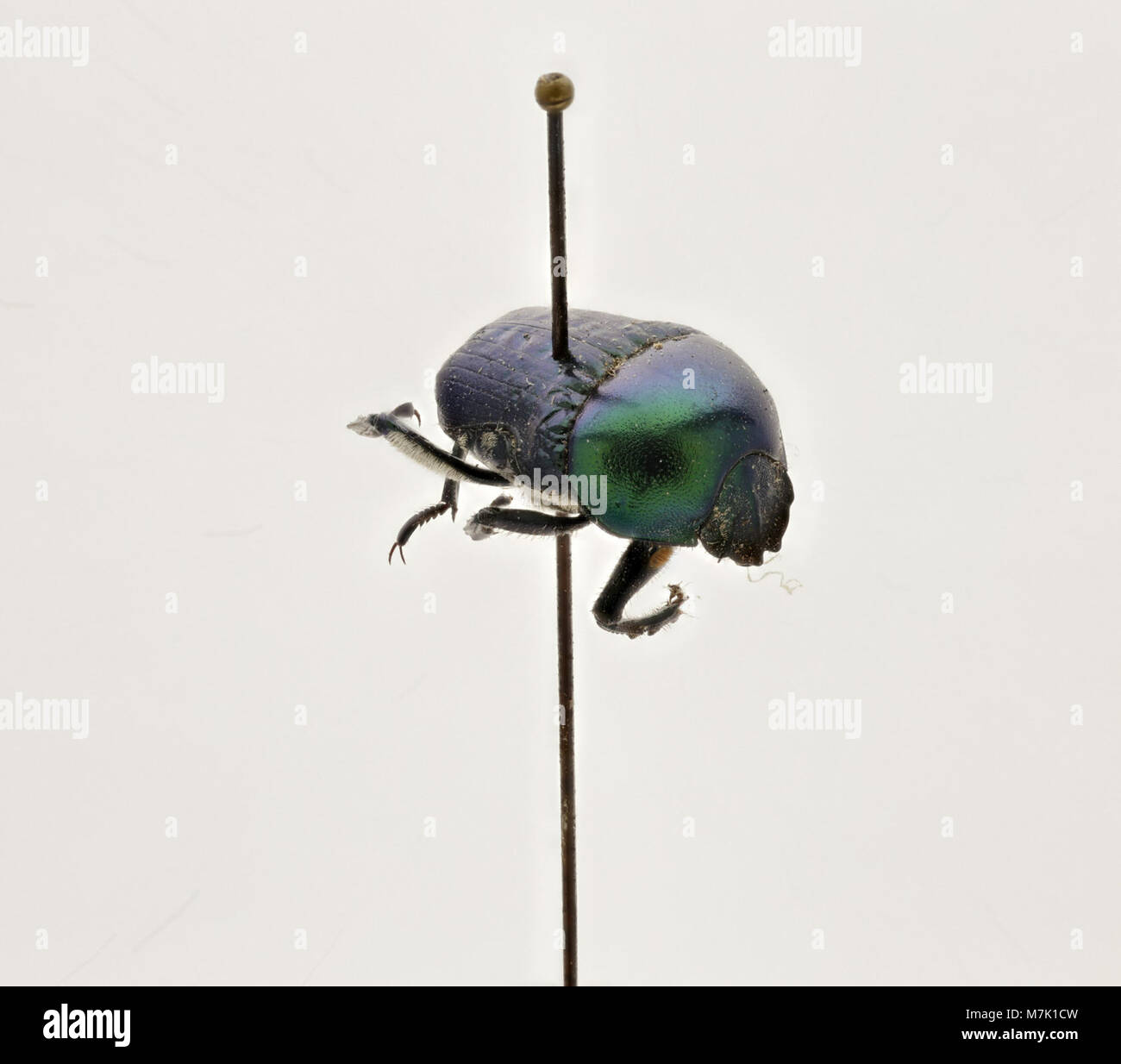 Gymnopleurus sericeifrons (Zoosphere 147 062 Stock Photo - Alamy