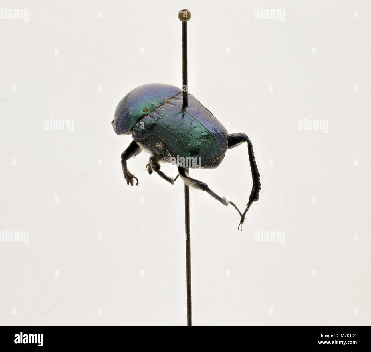 Gymnopleurus sericeifrons (Zoosphere 147 068 Stock Photo - Alamy