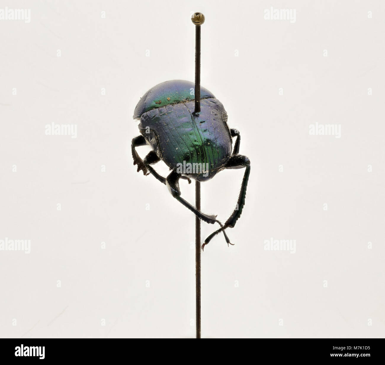 Gymnopleurus sericeifrons (Zoosphere 147 069 Stock Photo - Alamy