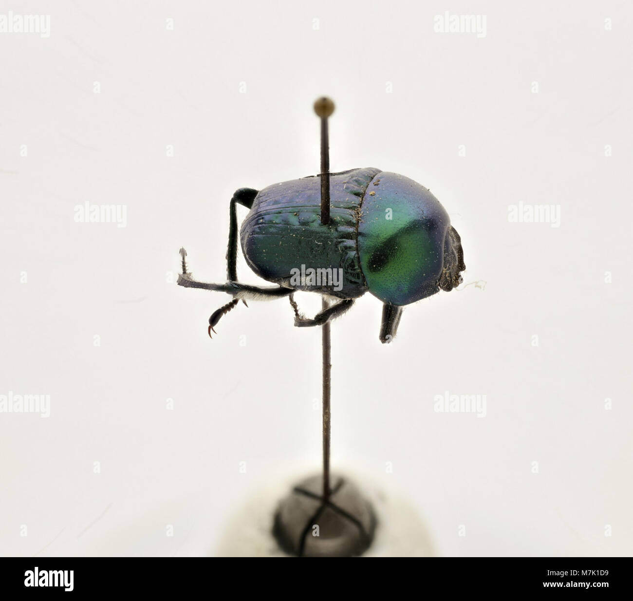 Gymnopleurus sericeifrons (Zoosphere 147 073 Stock Photo - Alamy