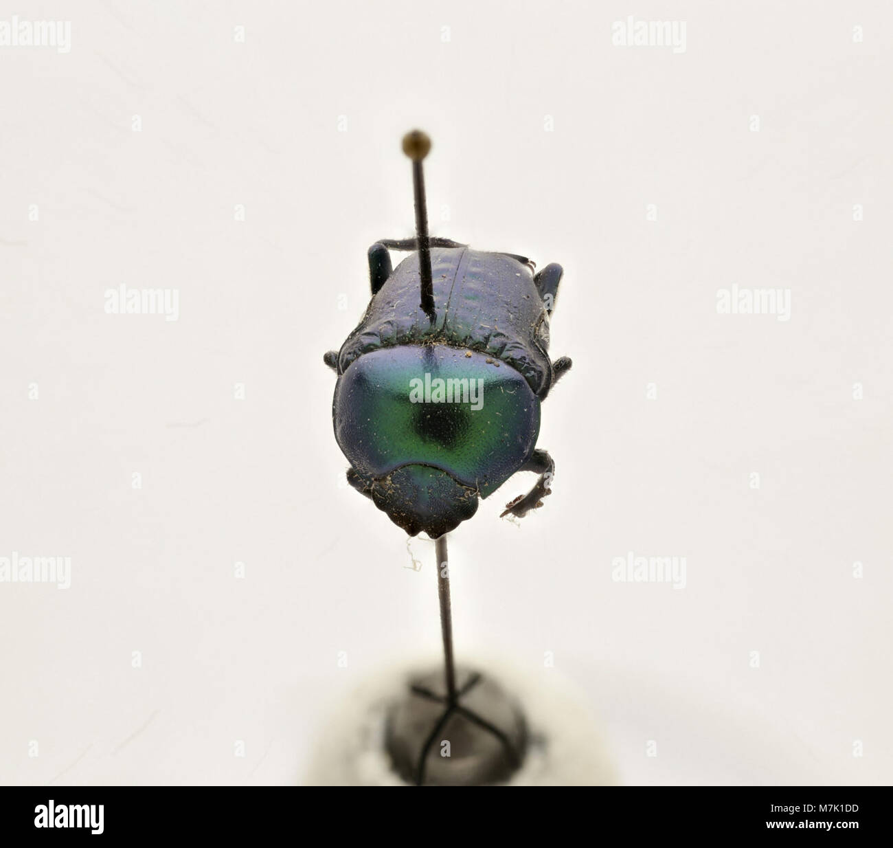 Gymnopleurus sericeifrons (Zoosphere 147 076 Stock Photo - Alamy