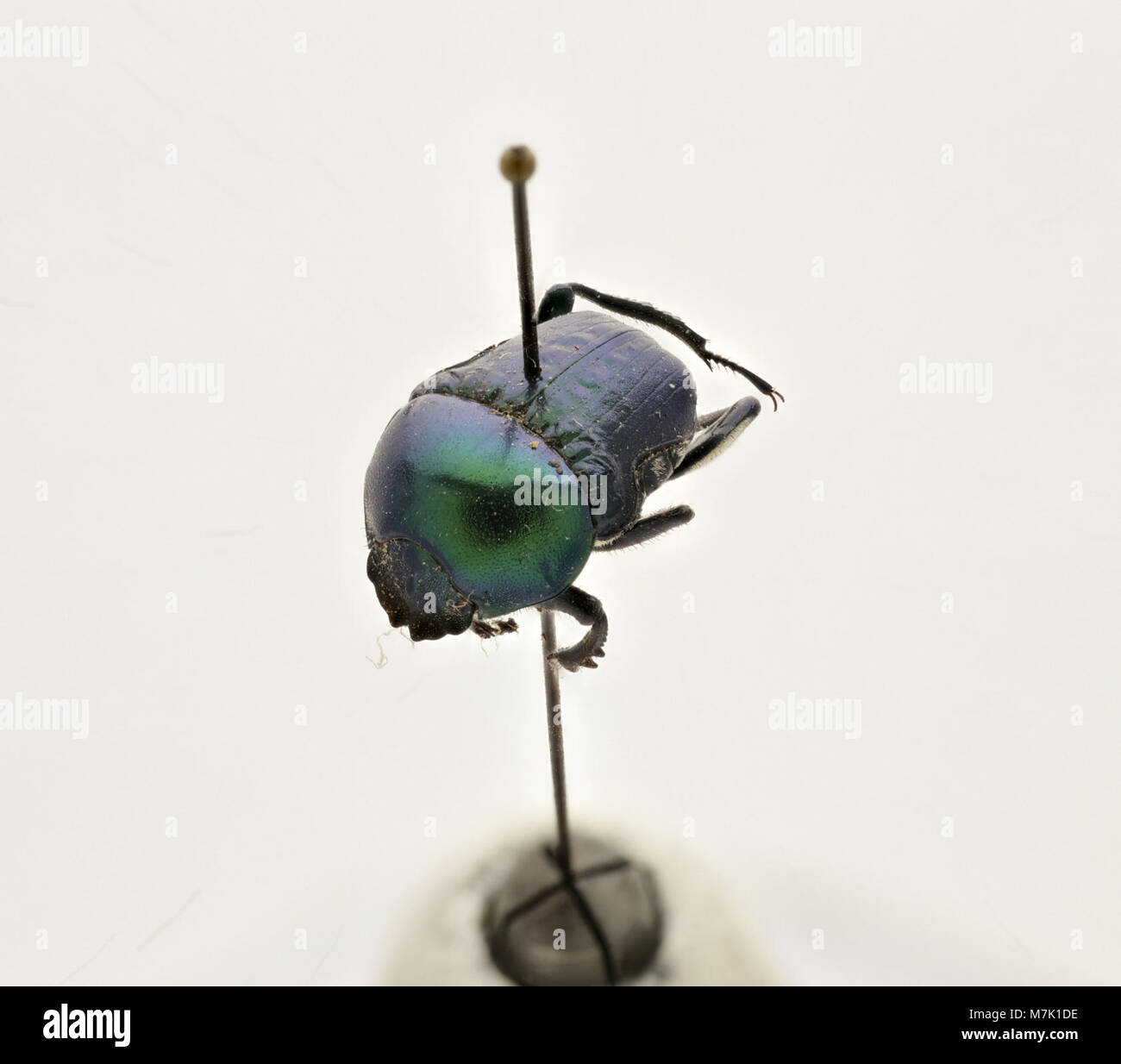 Gymnopleurus sericeifrons (Zoosphere 147 077 Stock Photo - Alamy