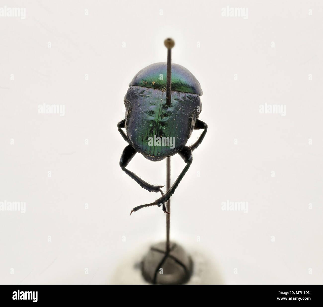 Gymnopleurus sericeifrons (Zoosphere 147 082 Stock Photo - Alamy