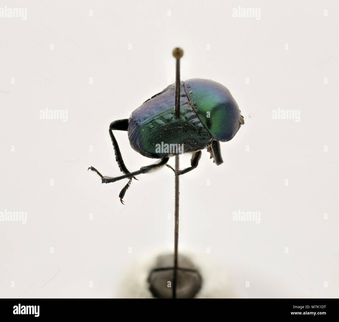 Gymnopleurus sericeifrons (Zoosphere 147 084 Stock Photo - Alamy