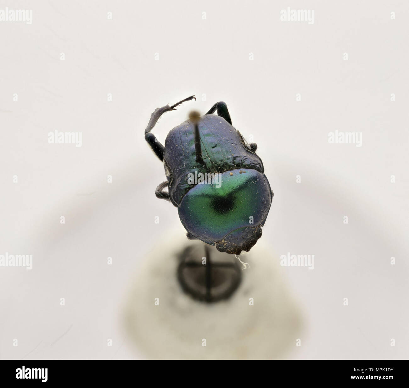 Gymnopleurus sericeifrons (Zoosphere 147 087 Stock Photo - Alamy
