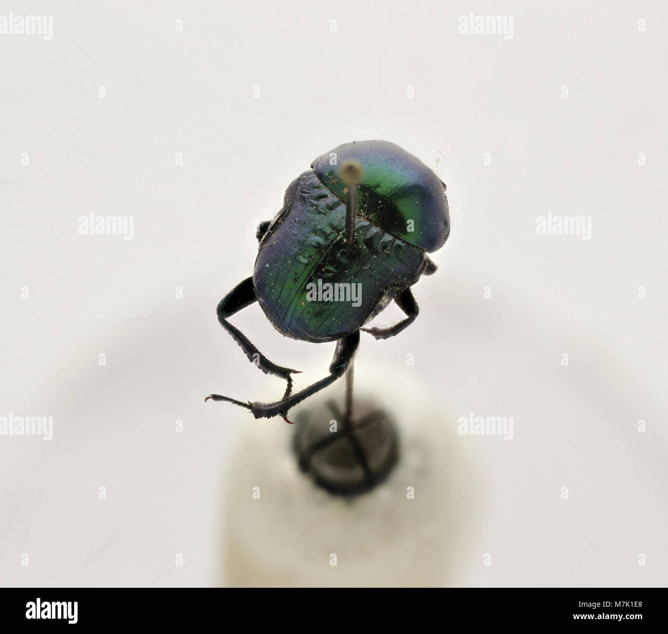 Dung beetle life cycle hi-res stock photography and images - Alamy