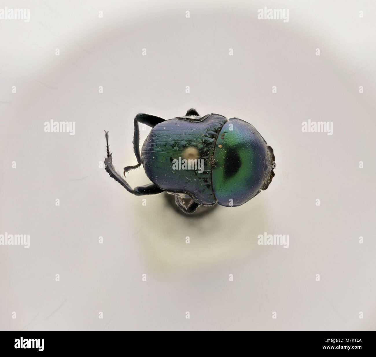 This image depicts Gymnopleurus sericeifrons, a species of dung beetle ...