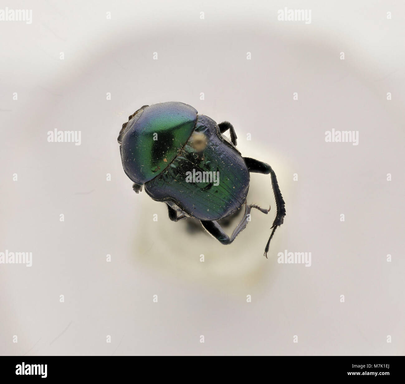 An image of Gymnopleurus sericeifrons, a species of scarab beetle ...