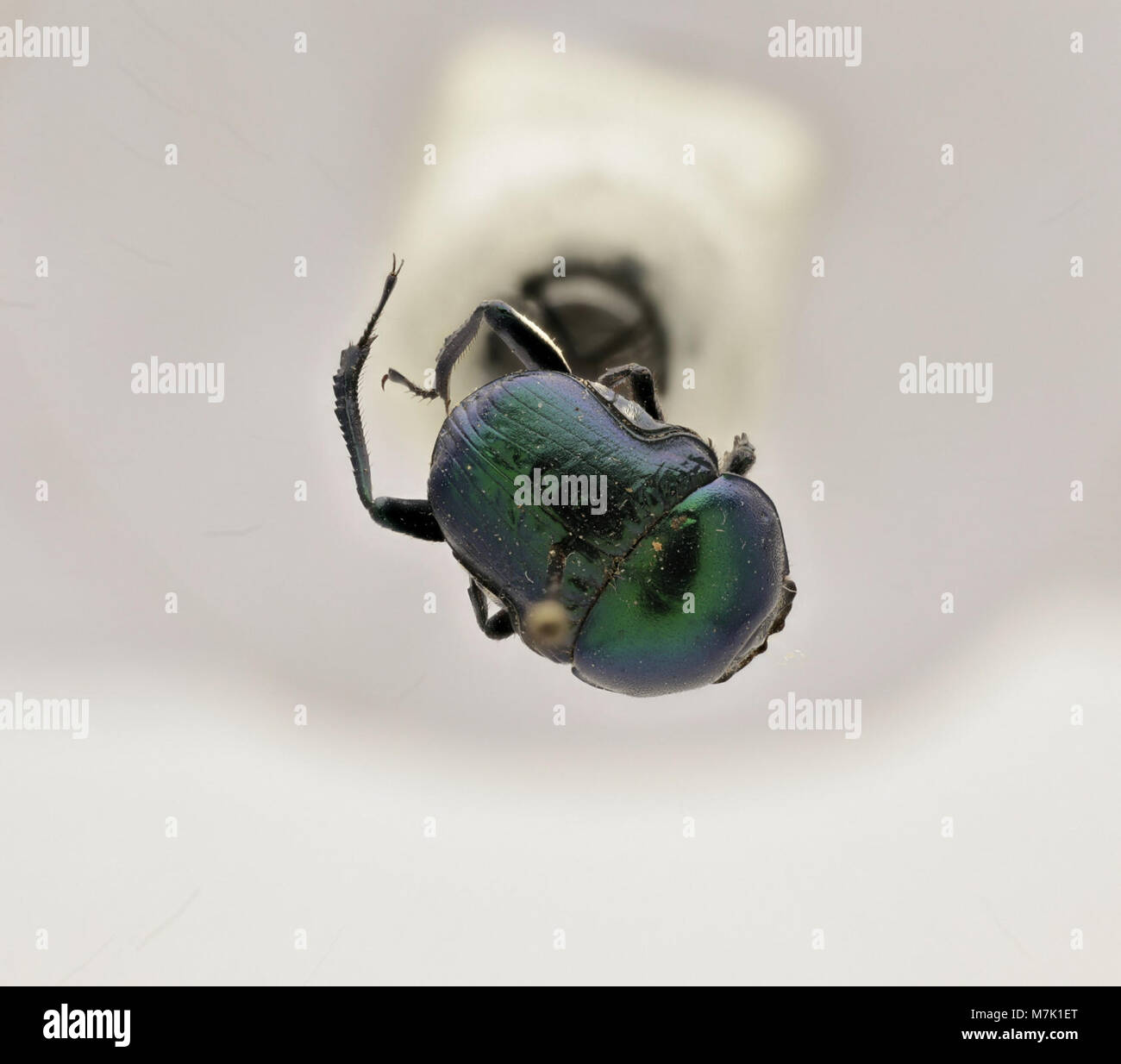 Dung beetle life cycle hi-res stock photography and images - Alamy