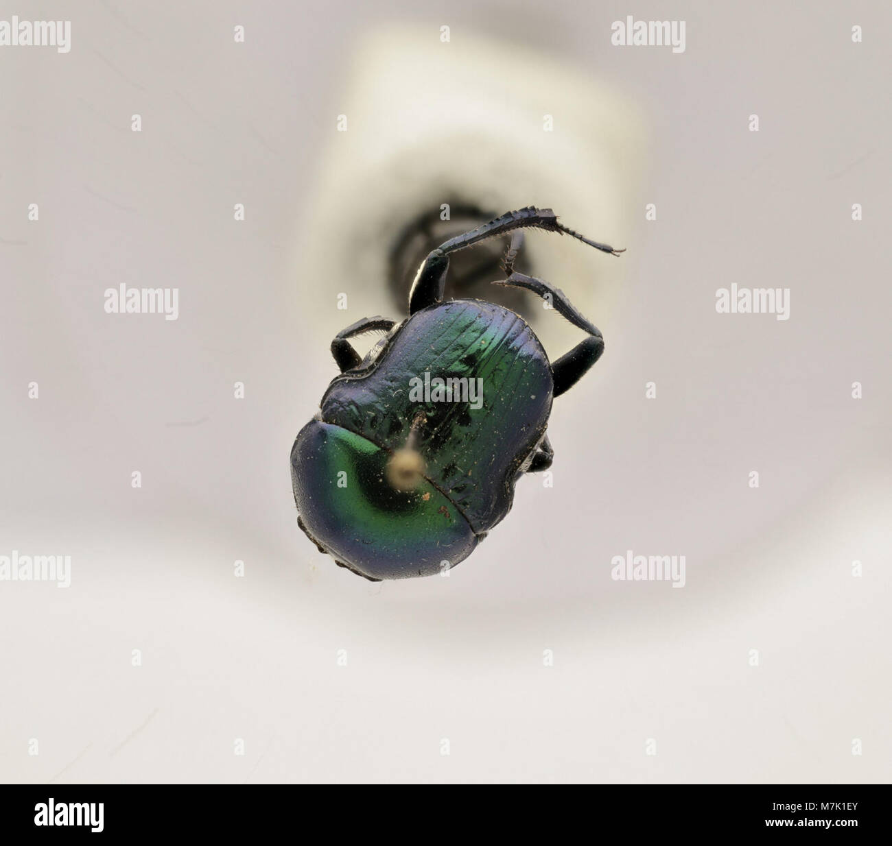 This image shows Gymnopleurus sericeifrons, a species of beetle in the ...
