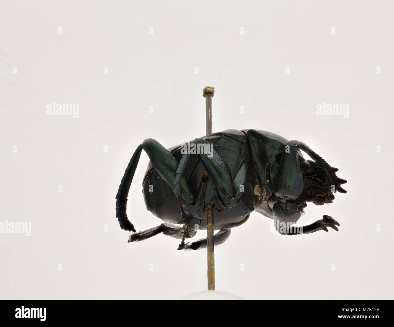 A detailed image of the Gymnopleurus splendens, a species of dung ...