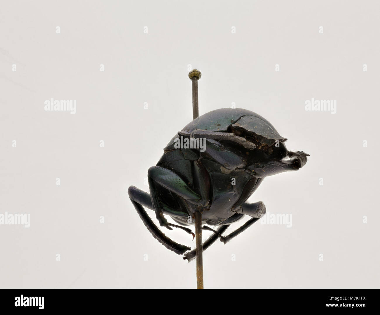 Gymnopleurus splendens (Zoosphere 130 015 Stock Photo - Alamy