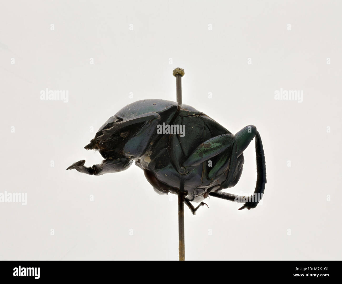 An image of Gymnopleurus splendens, a species of dung beetle, known for ...