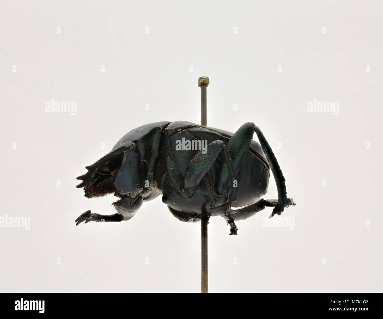 Gymnopleurus splendens is a species of beetle known for its vibrant ...