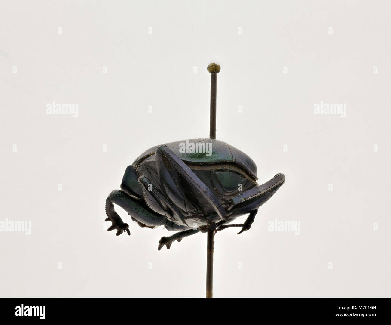 Gymnopleurus splendens (Zoosphere 130 033 Stock Photo - Alamy