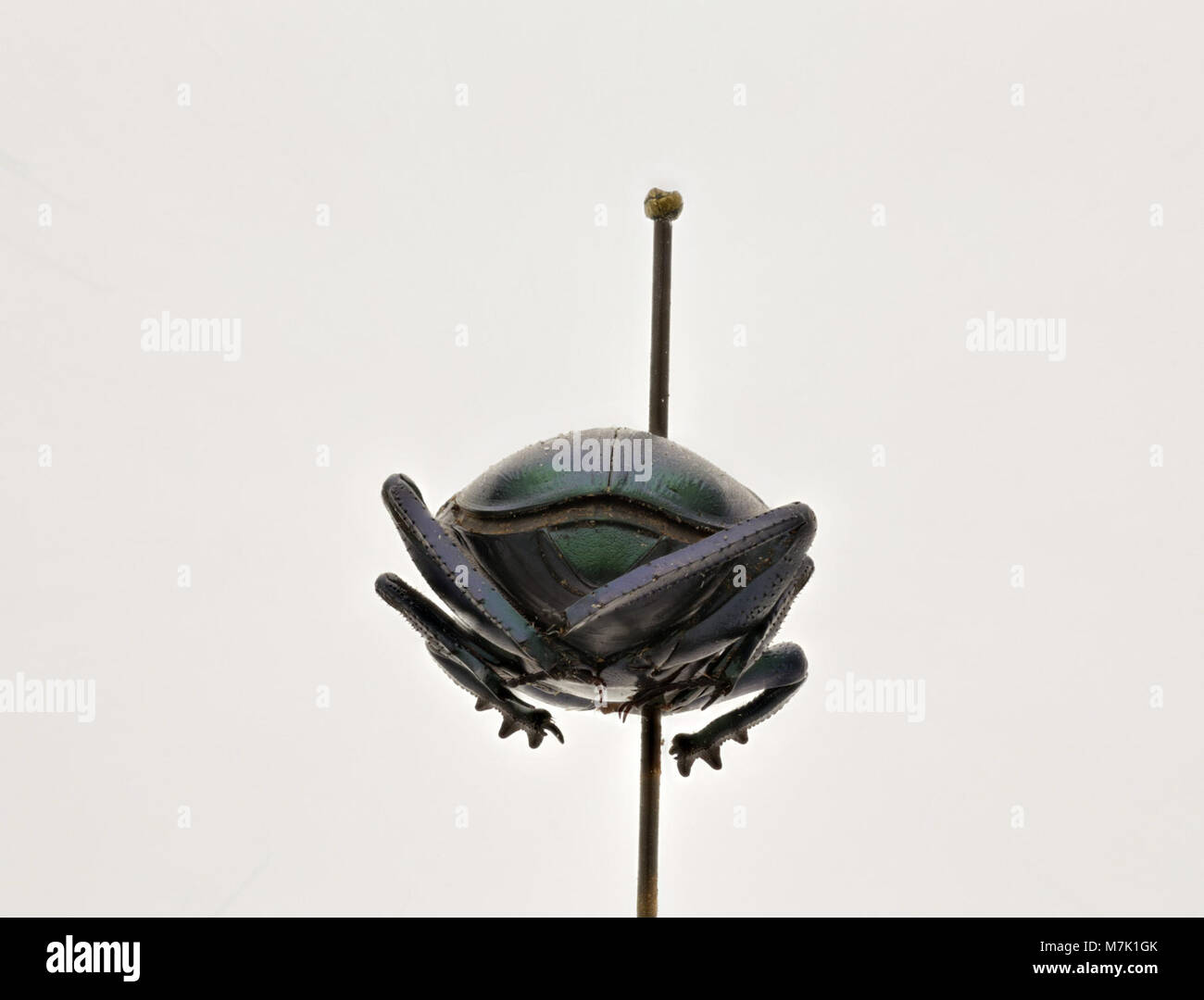 Gymnopleurus splendens (Zoosphere 130 034 Stock Photo - Alamy