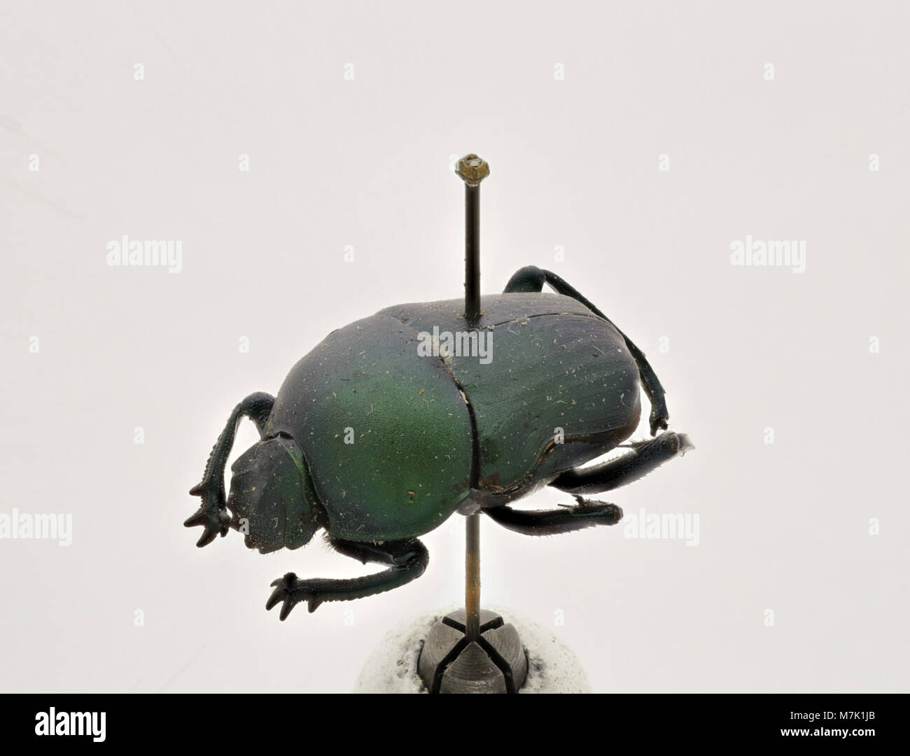 A close-up photograph of Gymnopleurus splendens, a species of dung ...