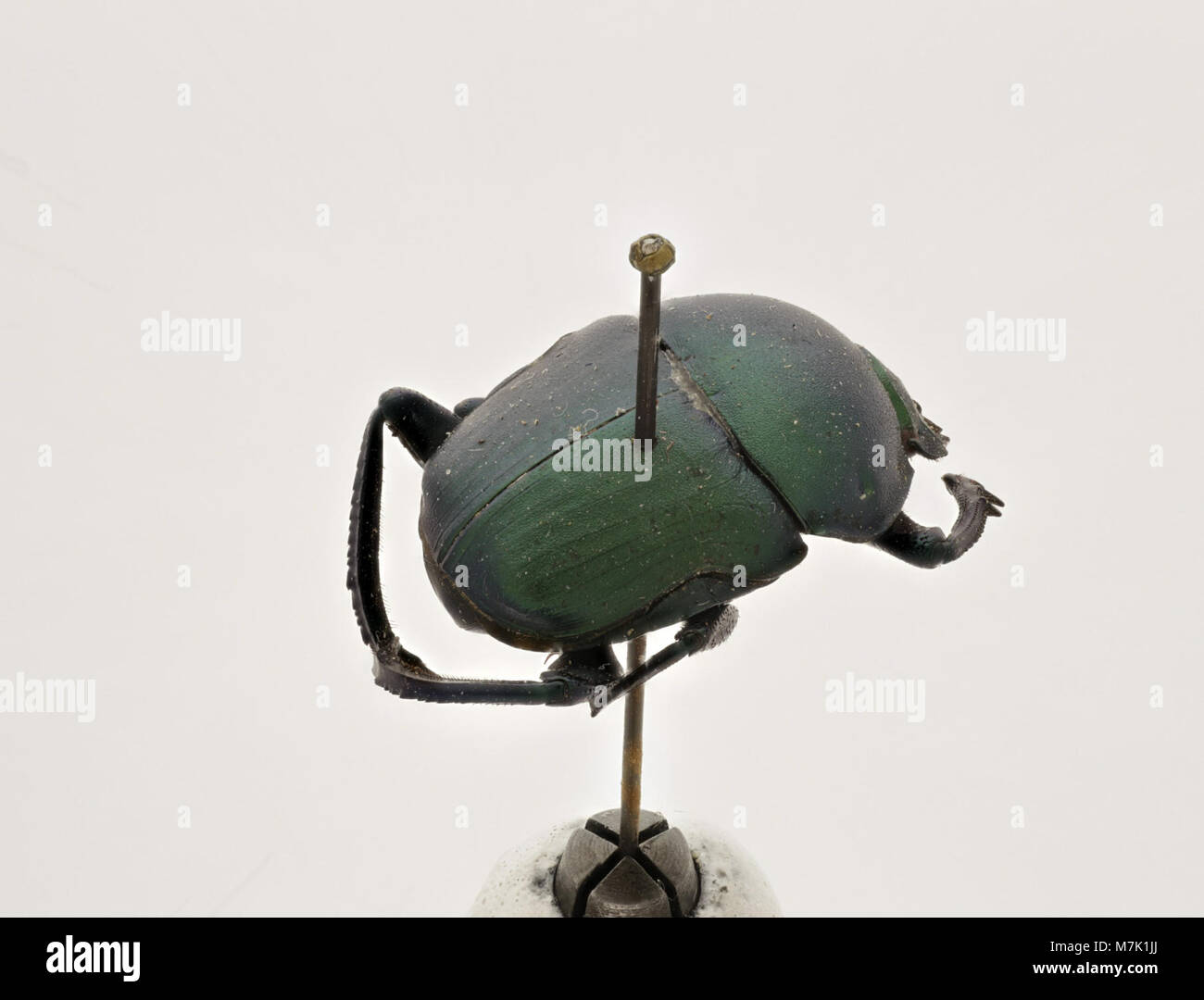 A photograph of Gymnopleurus splendens, a species of dung beetle. The ...