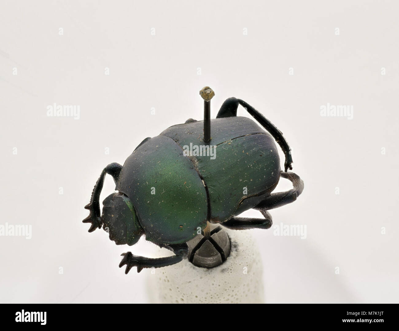 Gymnopleurus splendens, a species of dung beetle, is a member of the ...