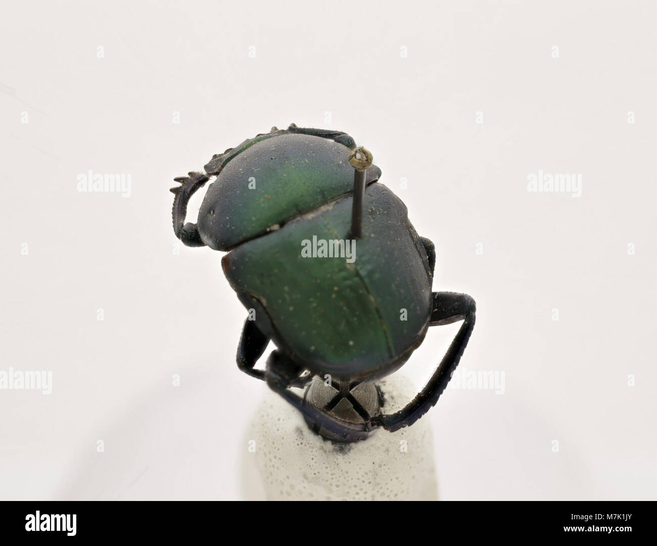 An image of Gymnopleurus splendens, a species of dung beetle, known for ...
