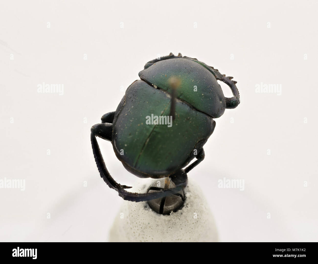 Gymnopleurus splendens (Zoosphere 130 095 Stock Photo - Alamy