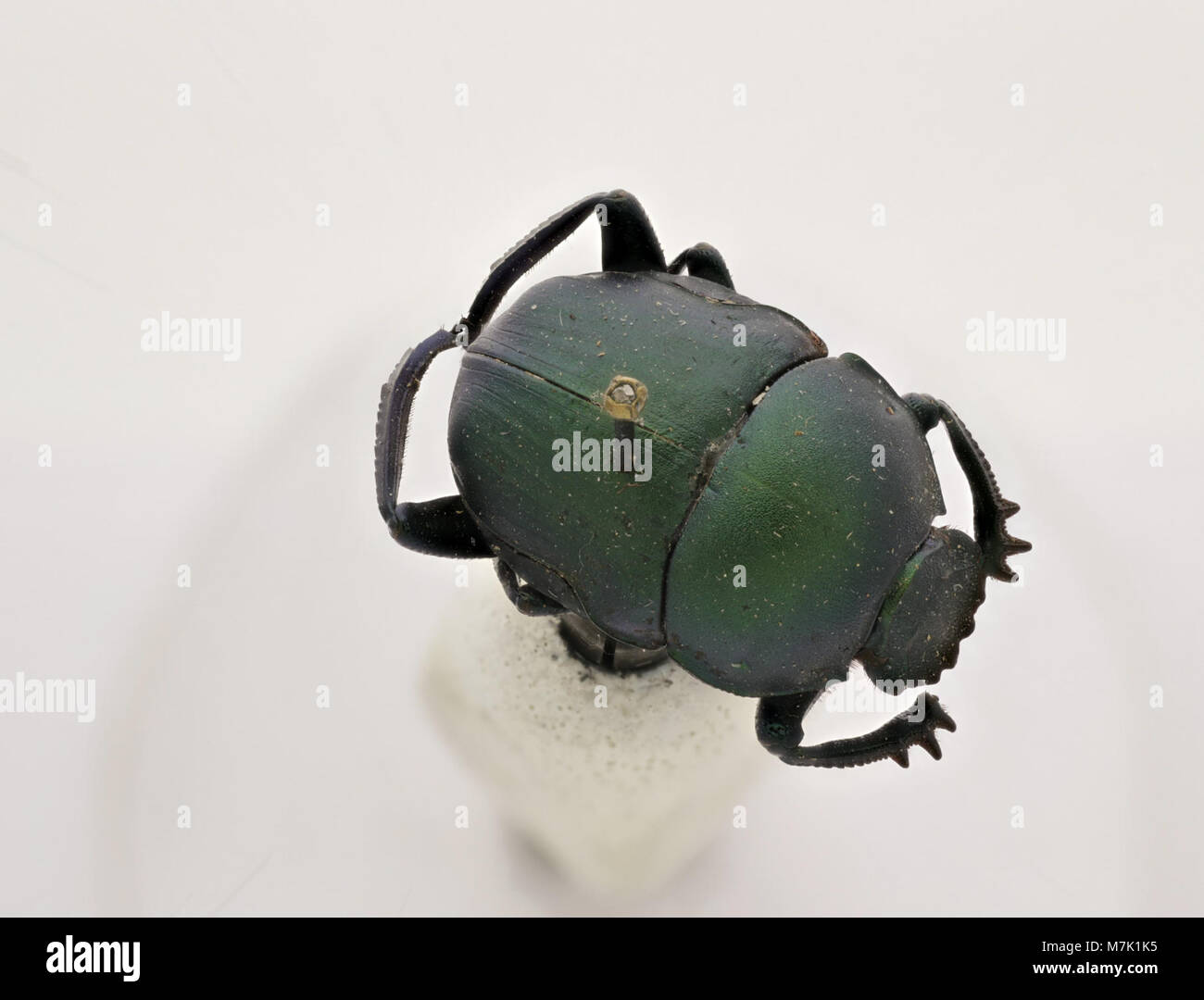 Gymnopleurus splendens, a beetle species from the Zoosphere collection ...