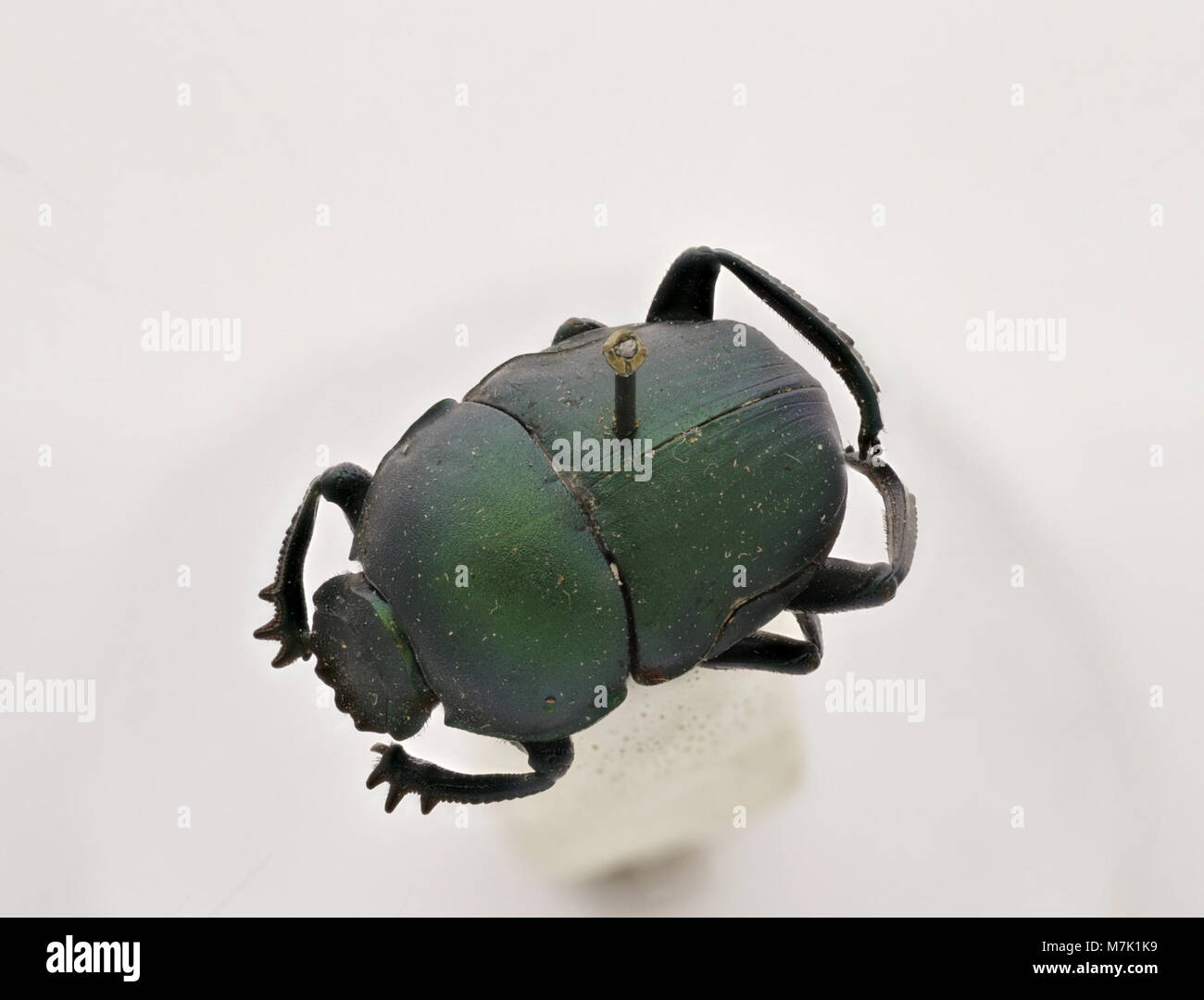 Gymnopleurus splendens, a species of dung beetle known for its bright ...