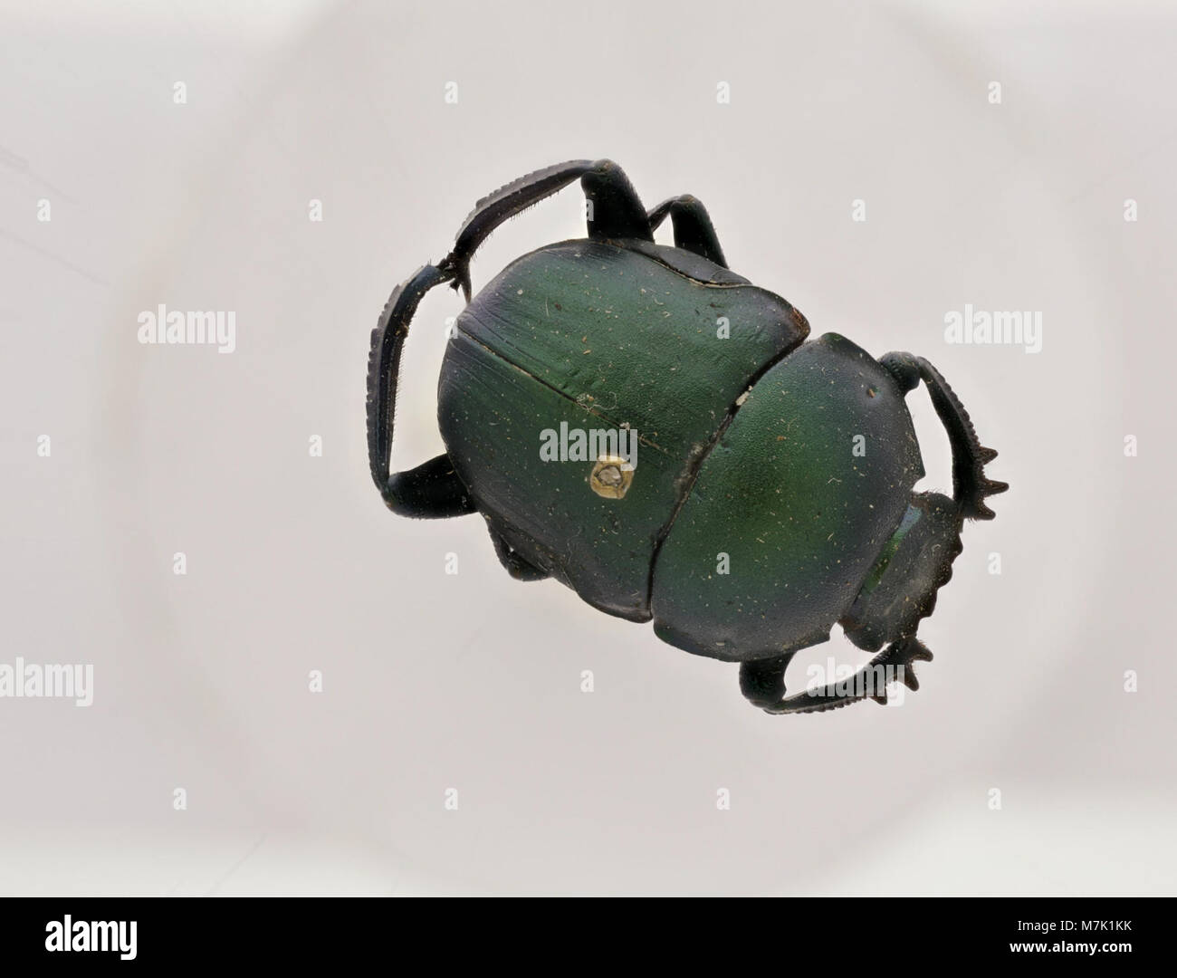 Scientific image or illustration of Gymnopleurus splendens, a species ...