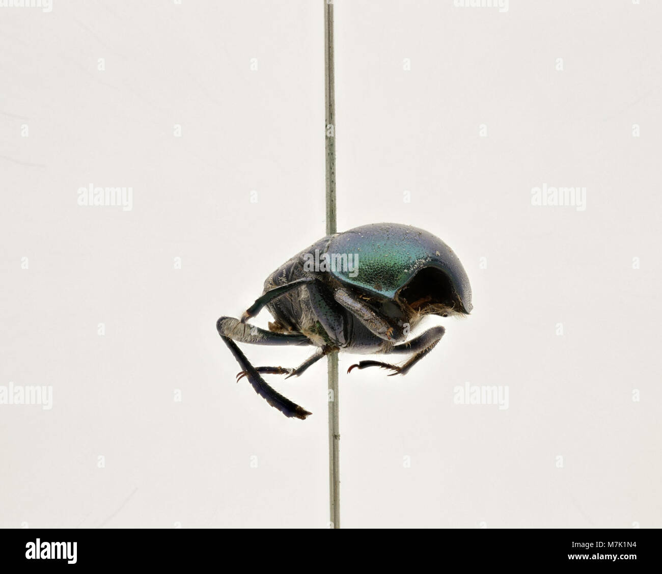 An image of Gymnopleurus virens, a species of dung beetle, depicting ...