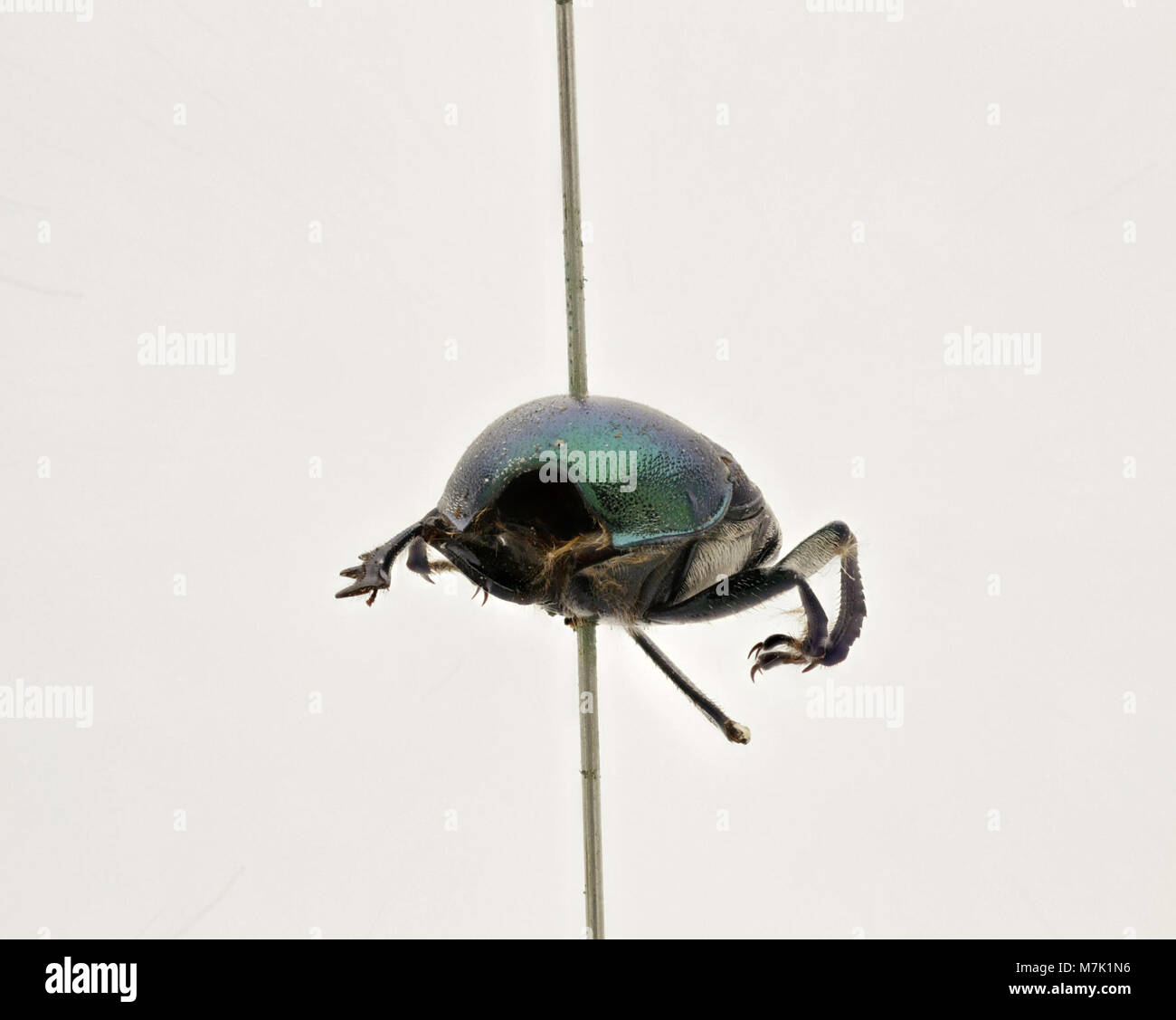 A close-up image of Gymnopleurus virens, a species of dung beetle ...