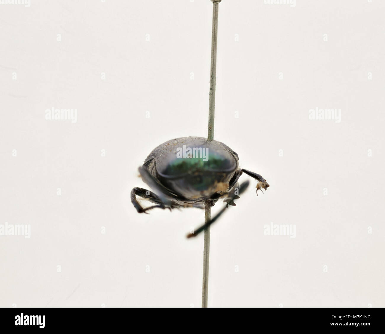 An image of Gymnopleurus virens, a species of dung beetle known for its ...