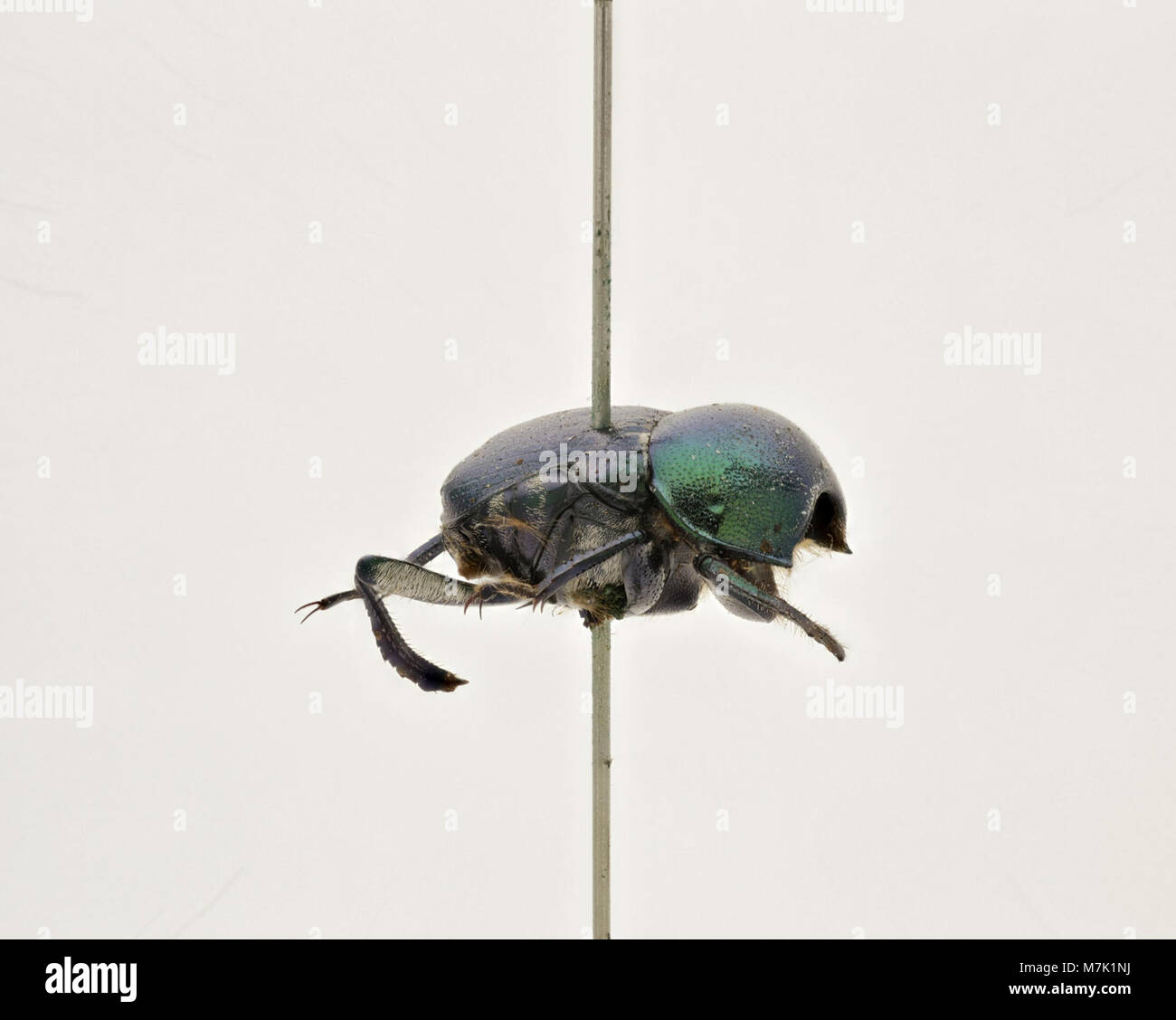 Gymnopleurus virens, a species within Zoosphere 143 038, is an insect ...