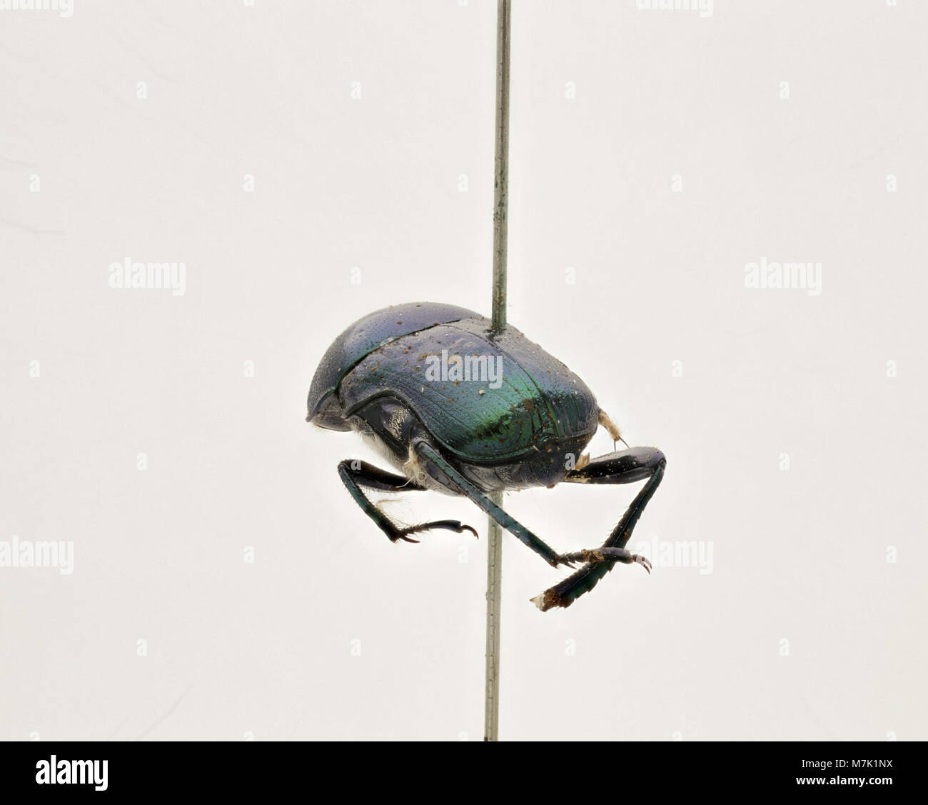 Gymnopleurus virens is a species of beetle cataloged in the Zoosphere ...