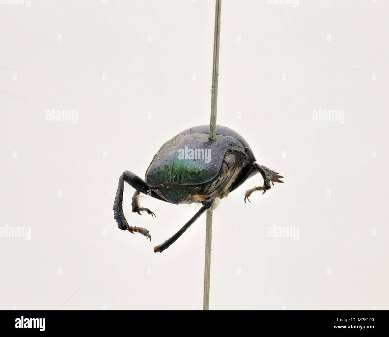 This image features the Gymnopleurus virens, a species of dung beetle ...