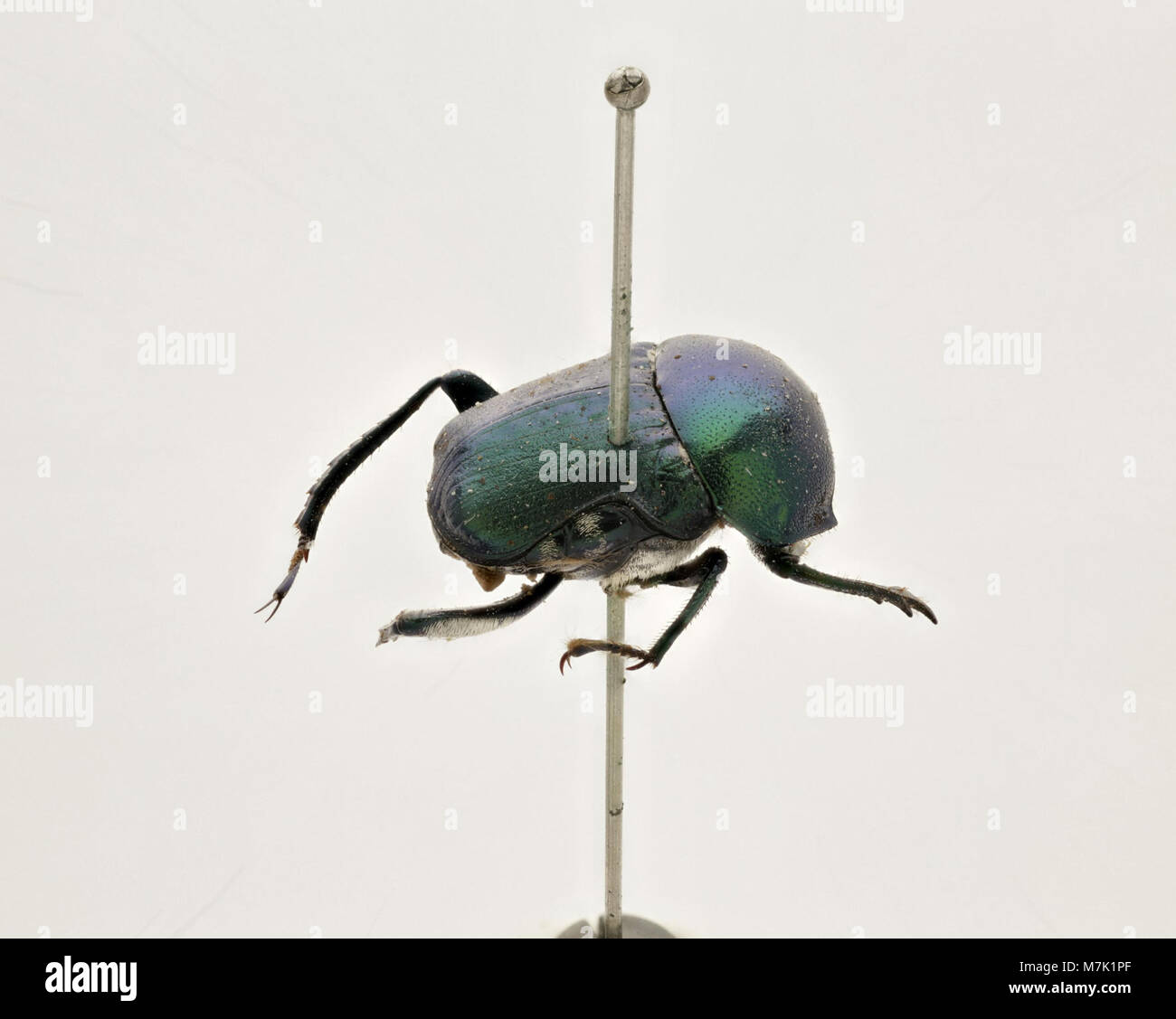 Gymnopleurus virens, a species of dung beetle, is depicted in this ...