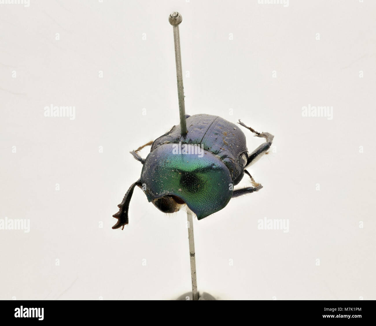 An illustration of Gymnopleurus virens, a species of dung beetle known ...