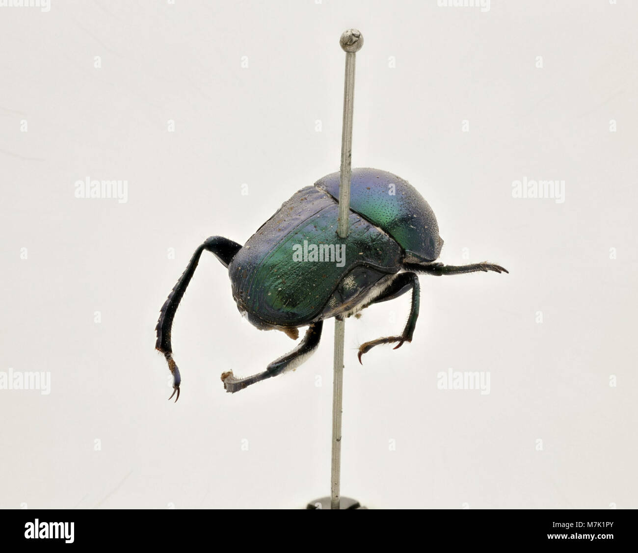 A scientific photograph of Gymnopleurus virens, a species of dung ...