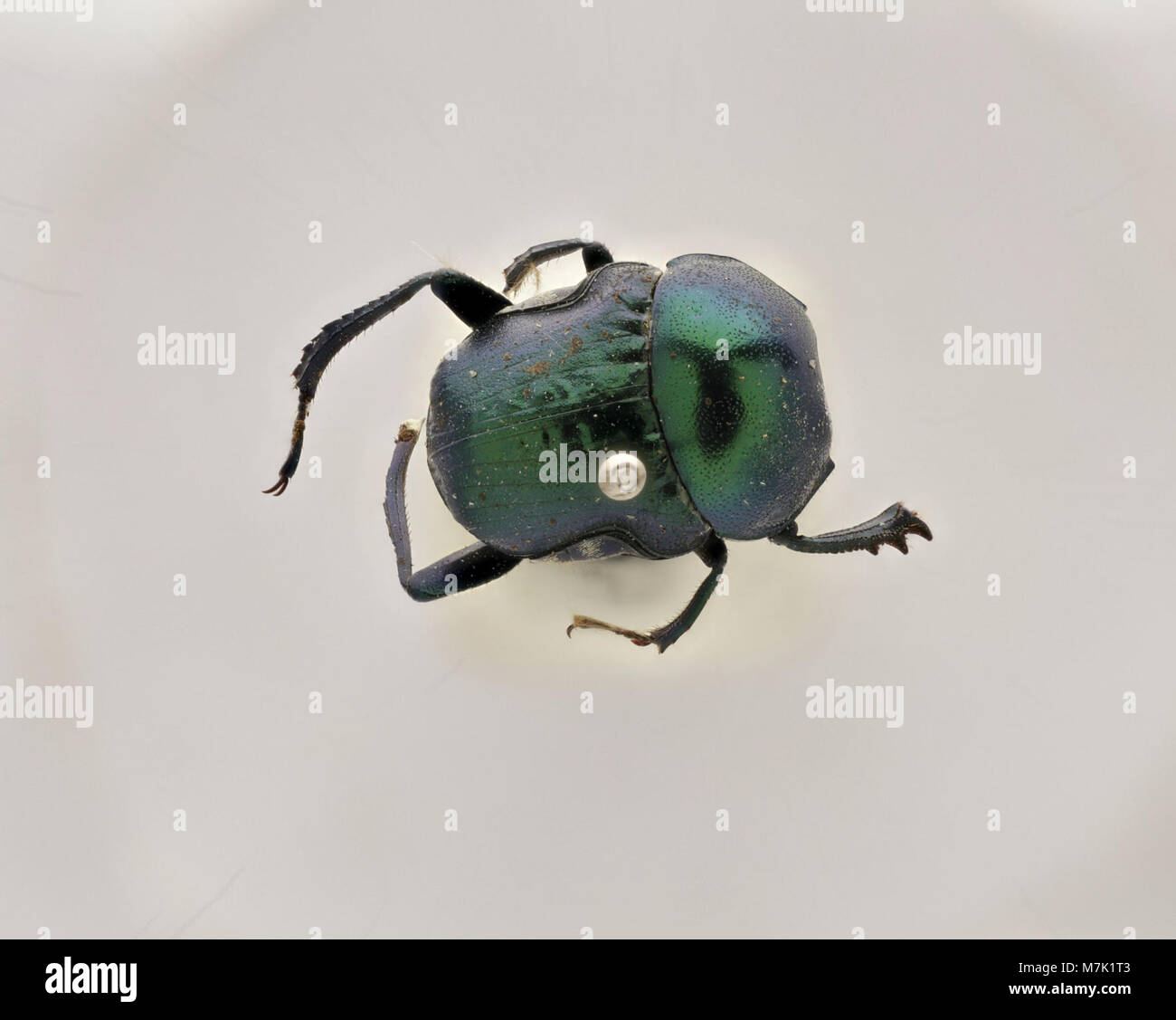 A detailed study of Gymnopleurus virens, a species of dung beetle. This ...