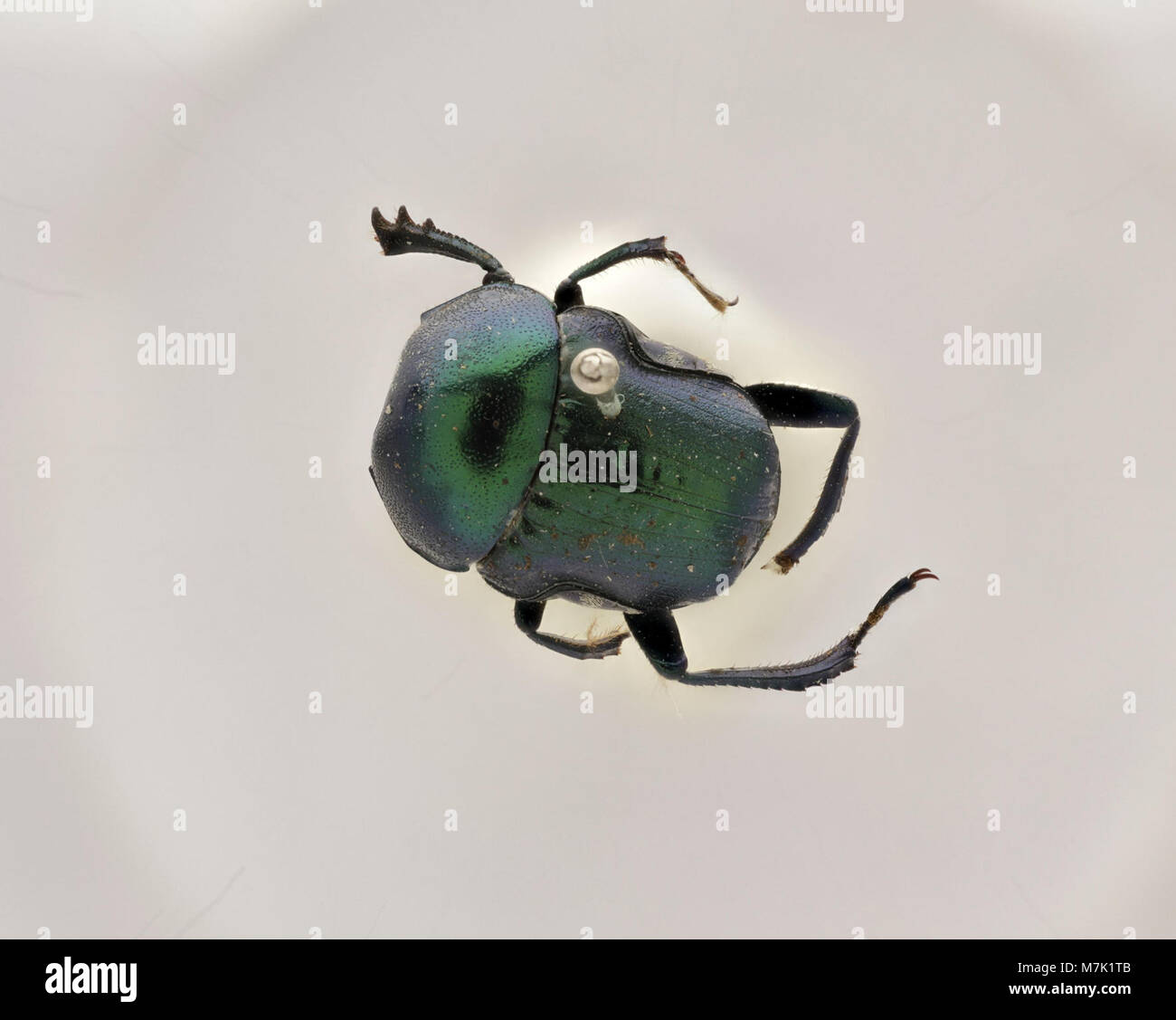 A photograph of Gymnopleurus virens, a species of dung beetle ...