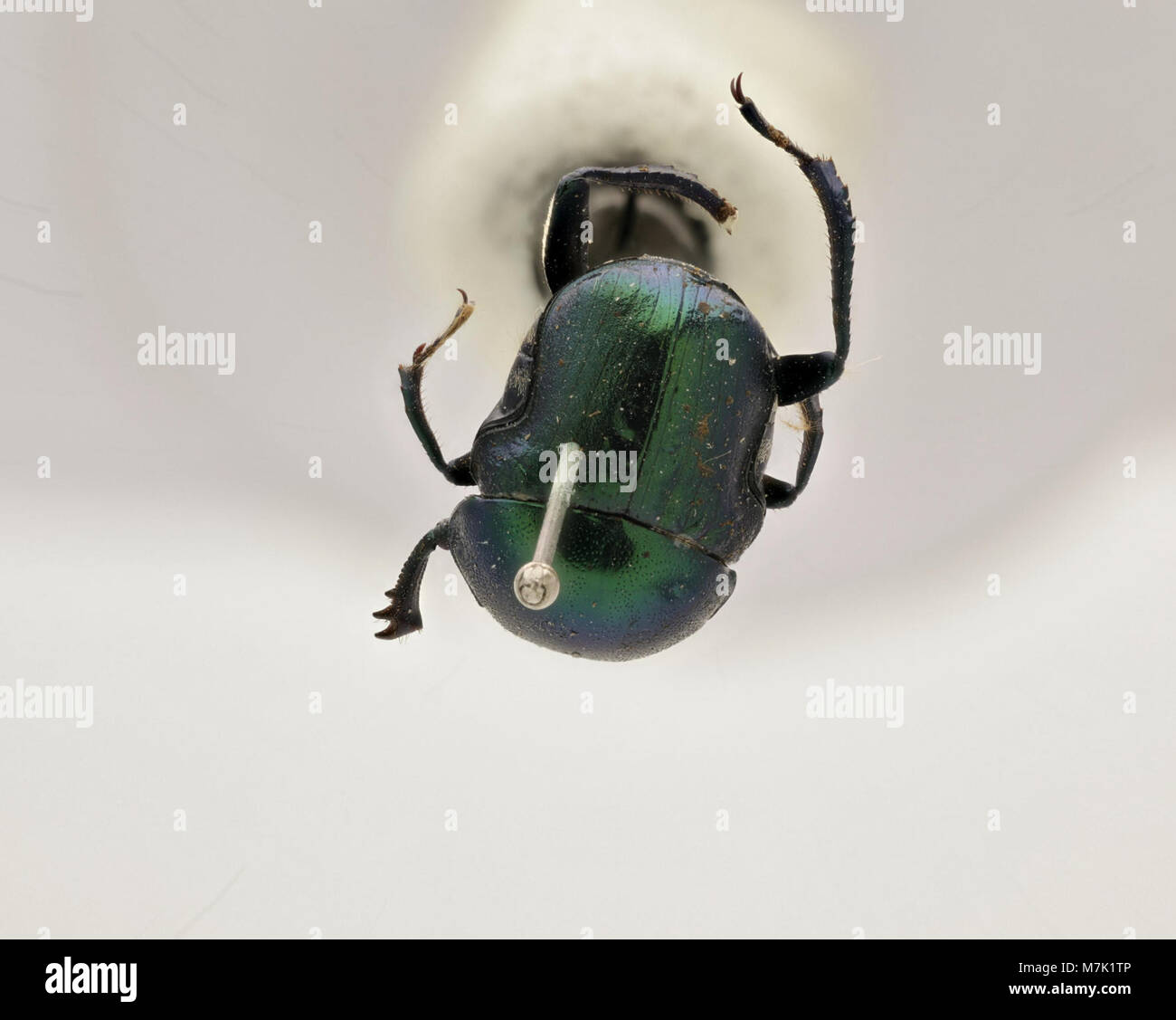 Gymnopleurus virens, a species of dung beetle from the family ...