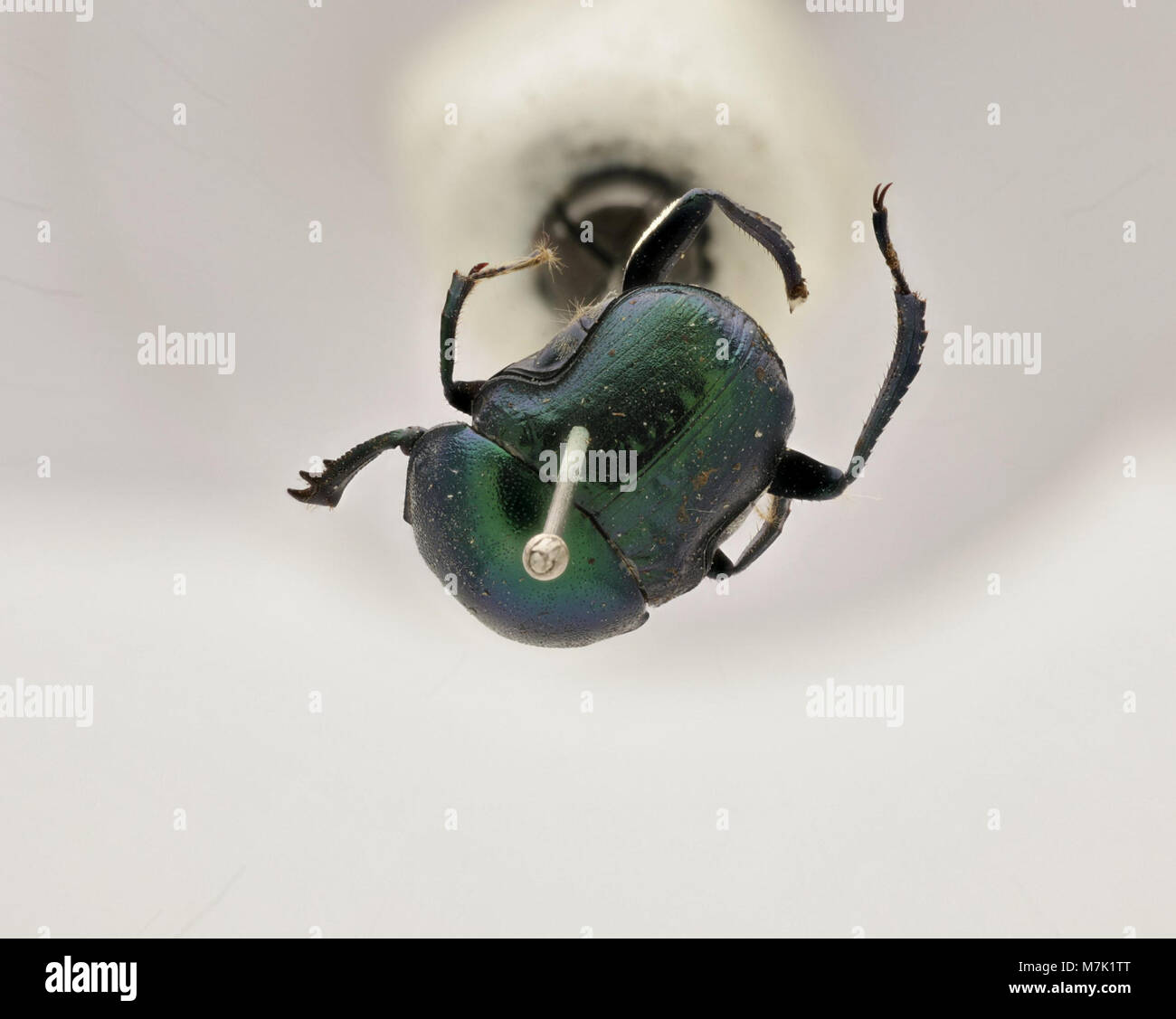 An image of Gymnopleurus virens, a species of beetle in the family ...