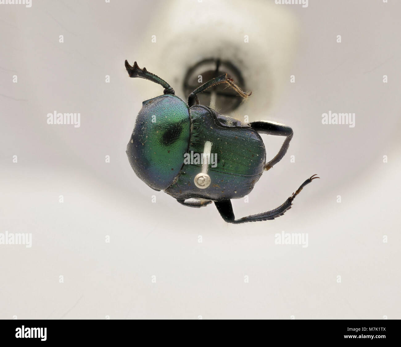 Gymnopleurus virens is a species of dung beetle known for its role in ...