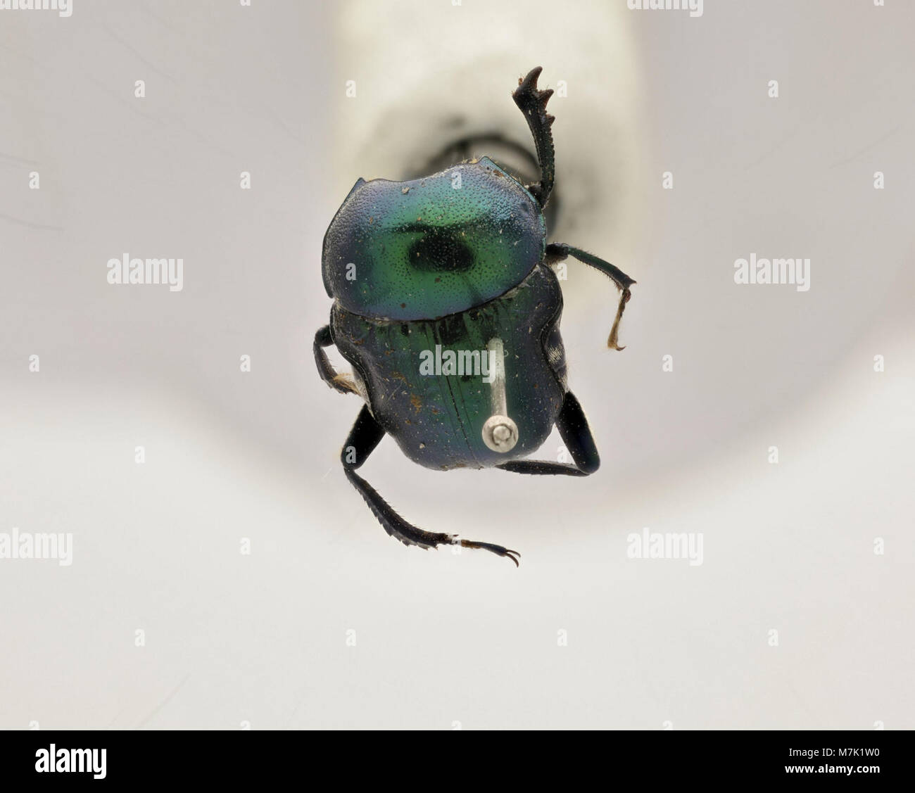 A scientific illustration of Gymnopleurus virens, a species of dung ...