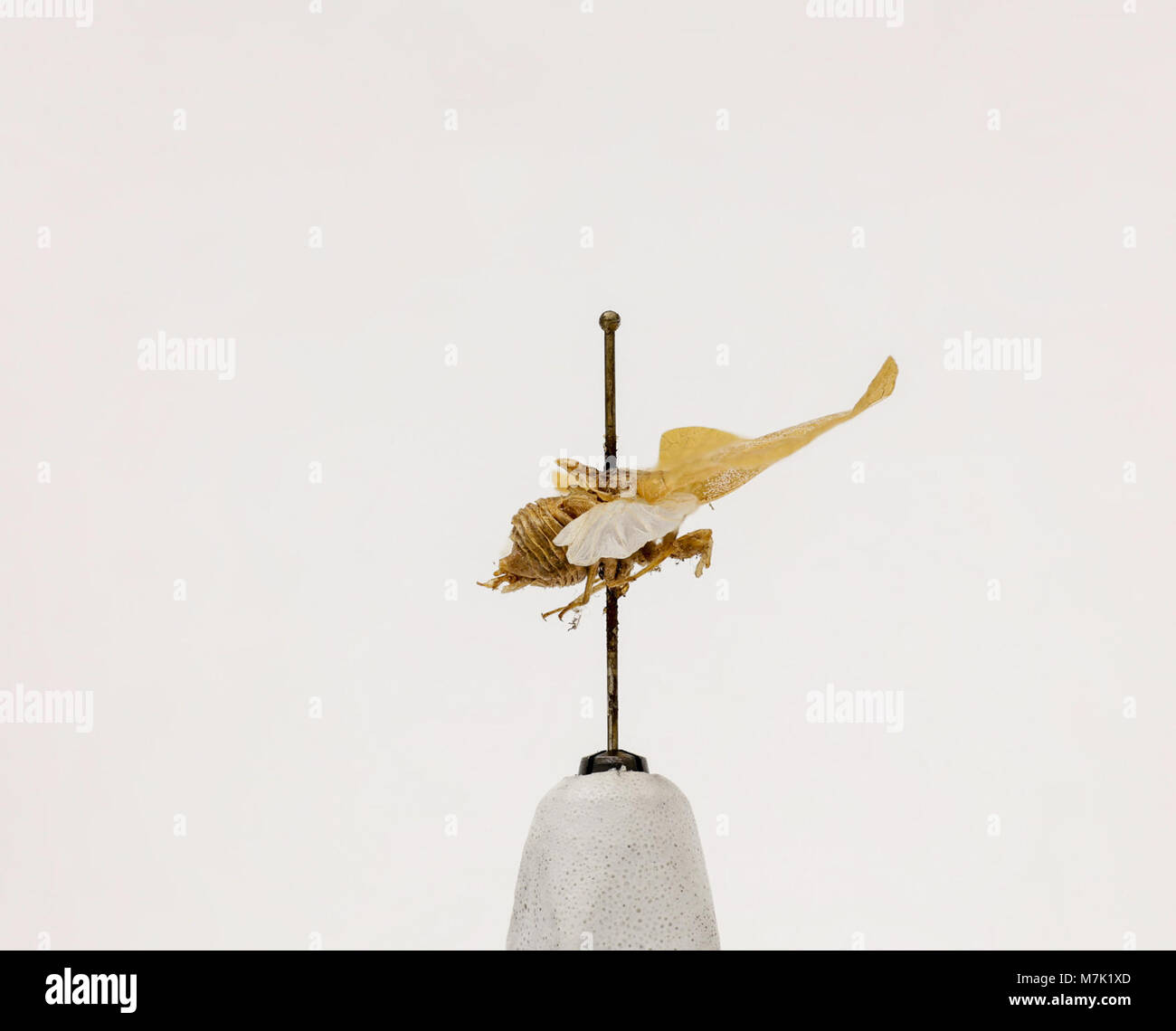 A scientific image of *Hemidictya frondosa*, a species of marine algae ...