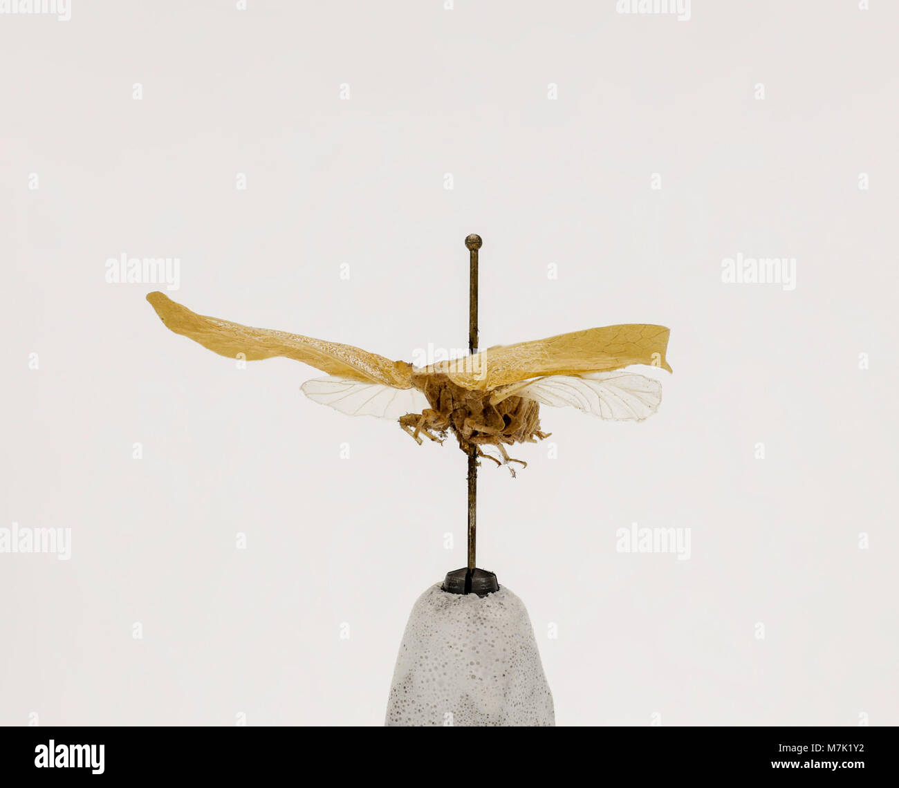 An image of *Hemidictya frondosa*, a species of bryozoan, displayed ...