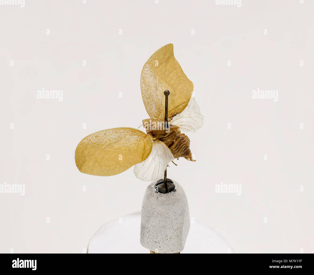 Branching filaments hi-res stock photography and images - Alamy