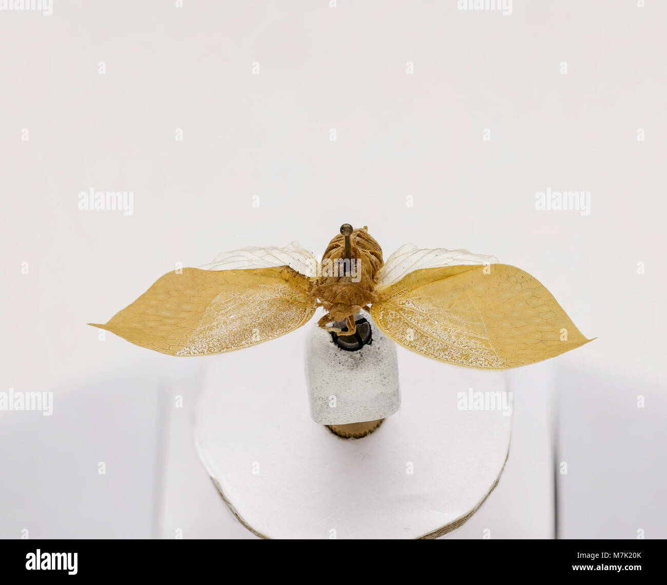 Hemidictya frondosa, a species of colonial radiolarian, observed under ...