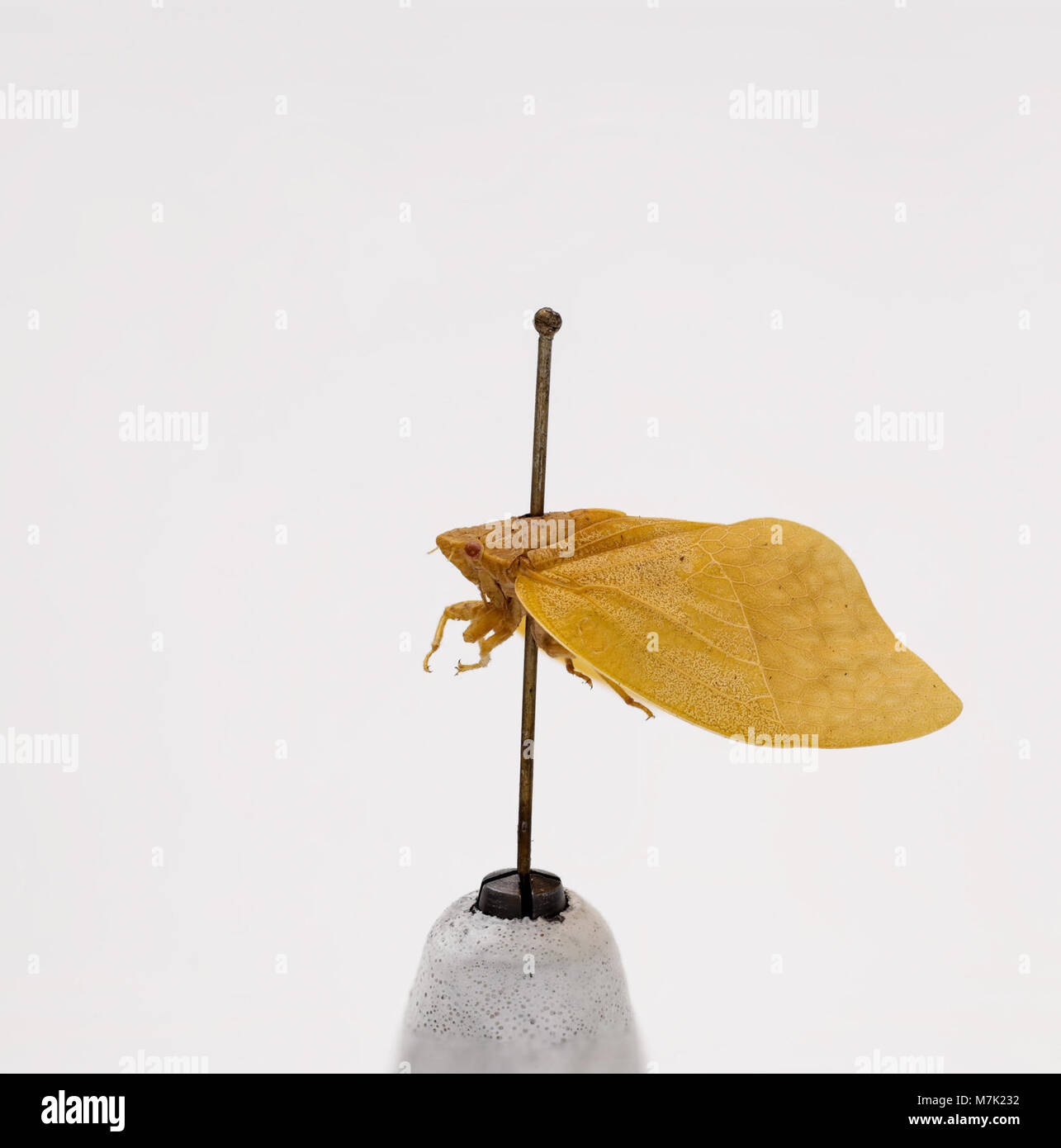 65 050 hi-res stock photography and images - Alamy