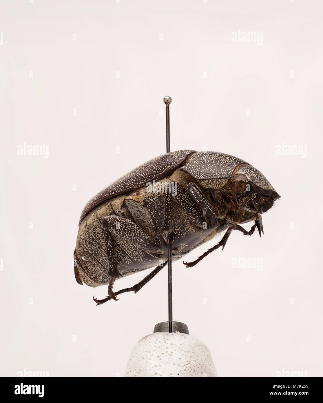 Leucopholis irrorata, a species documented in the Zoosphere collection ...