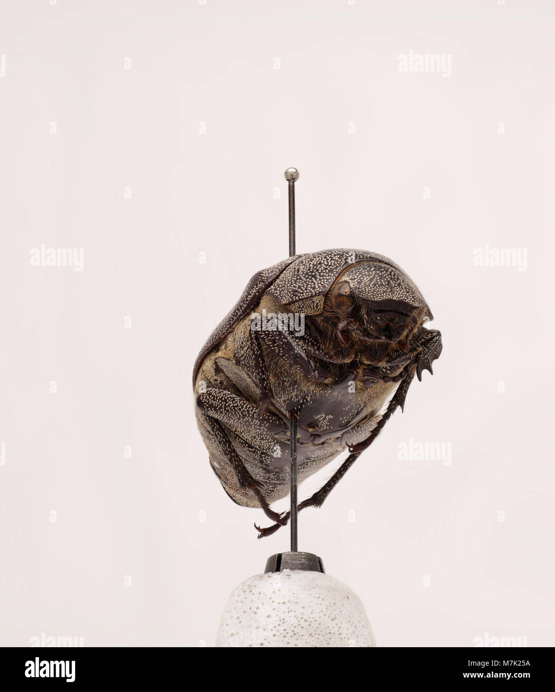 Leucopholis irrorata, an insect species noted for its distinctive ...